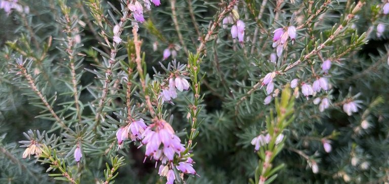 Awakenings (Tu b’Shevat / Pre-Spring Edition) – David Evan Markus