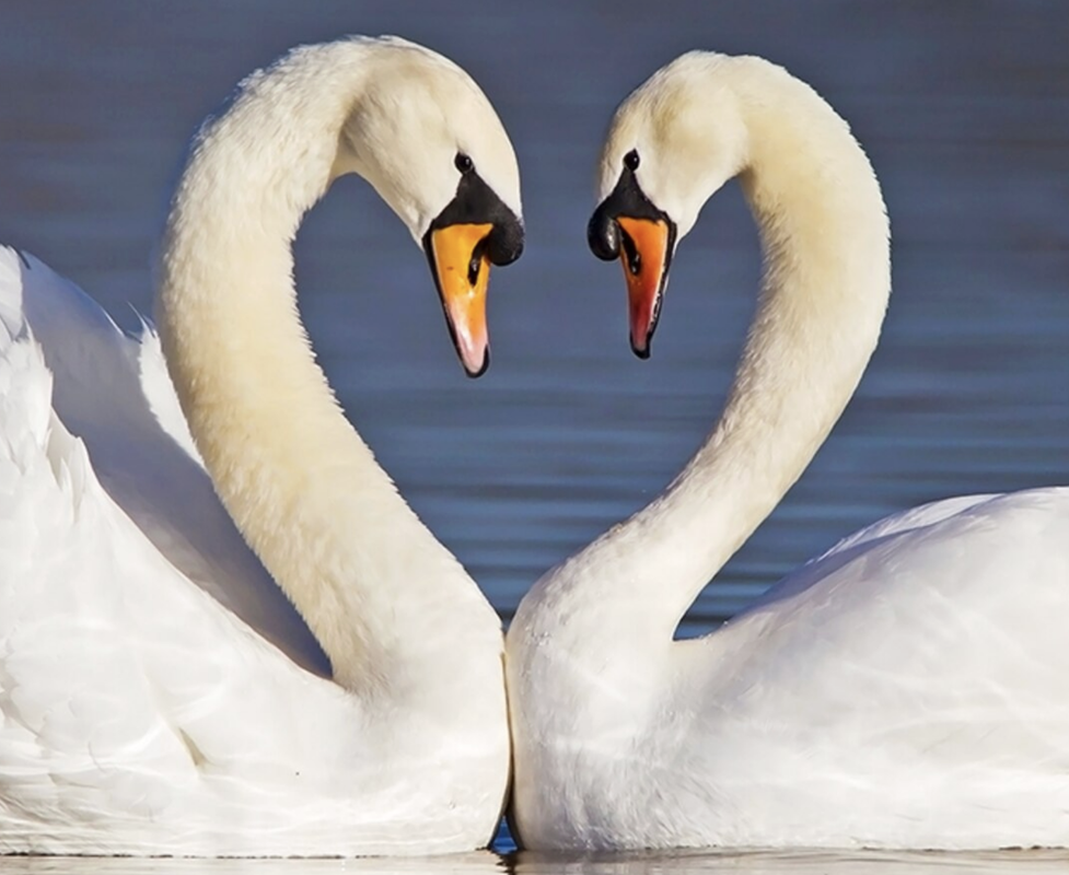 The Neck’s Cure is the Heart – P. Ekev – David Evan Markus